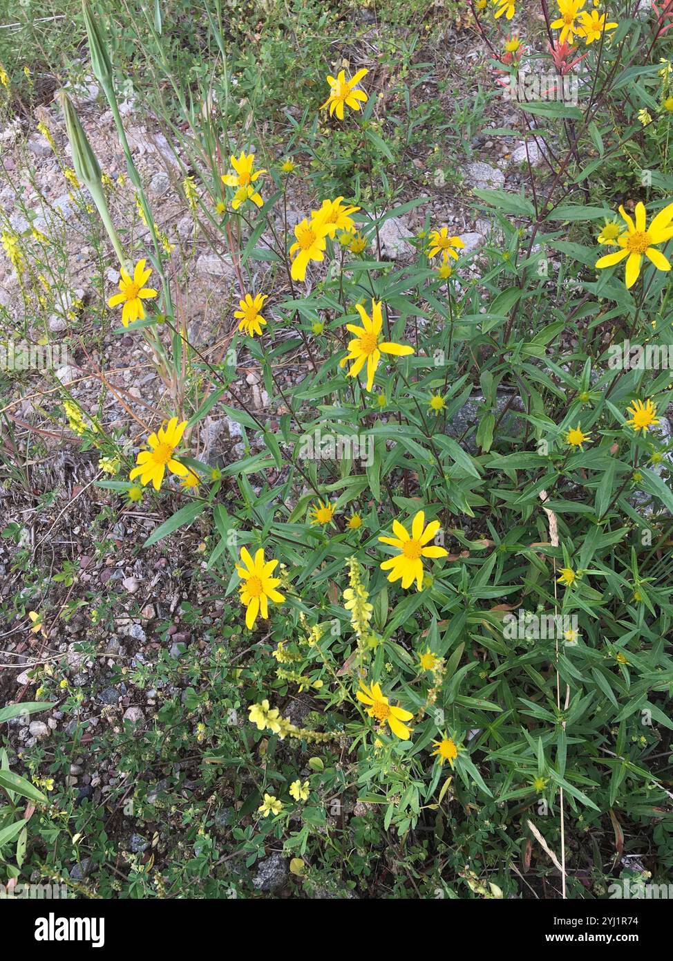 Showy goldeneye hi-res stock photography and images - Alamy