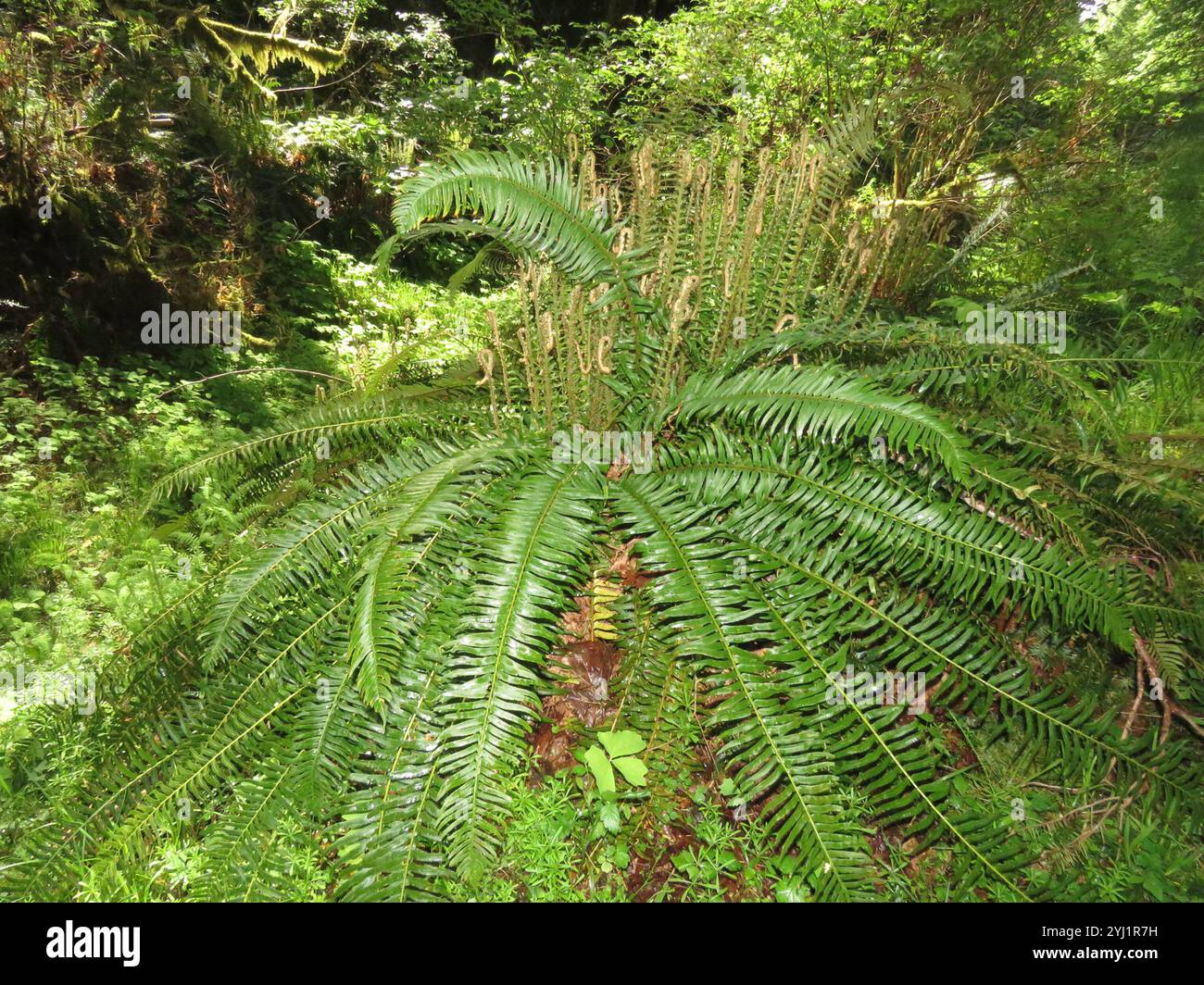 western sword fern (Polystichum munitum Stock Photo - Alamy