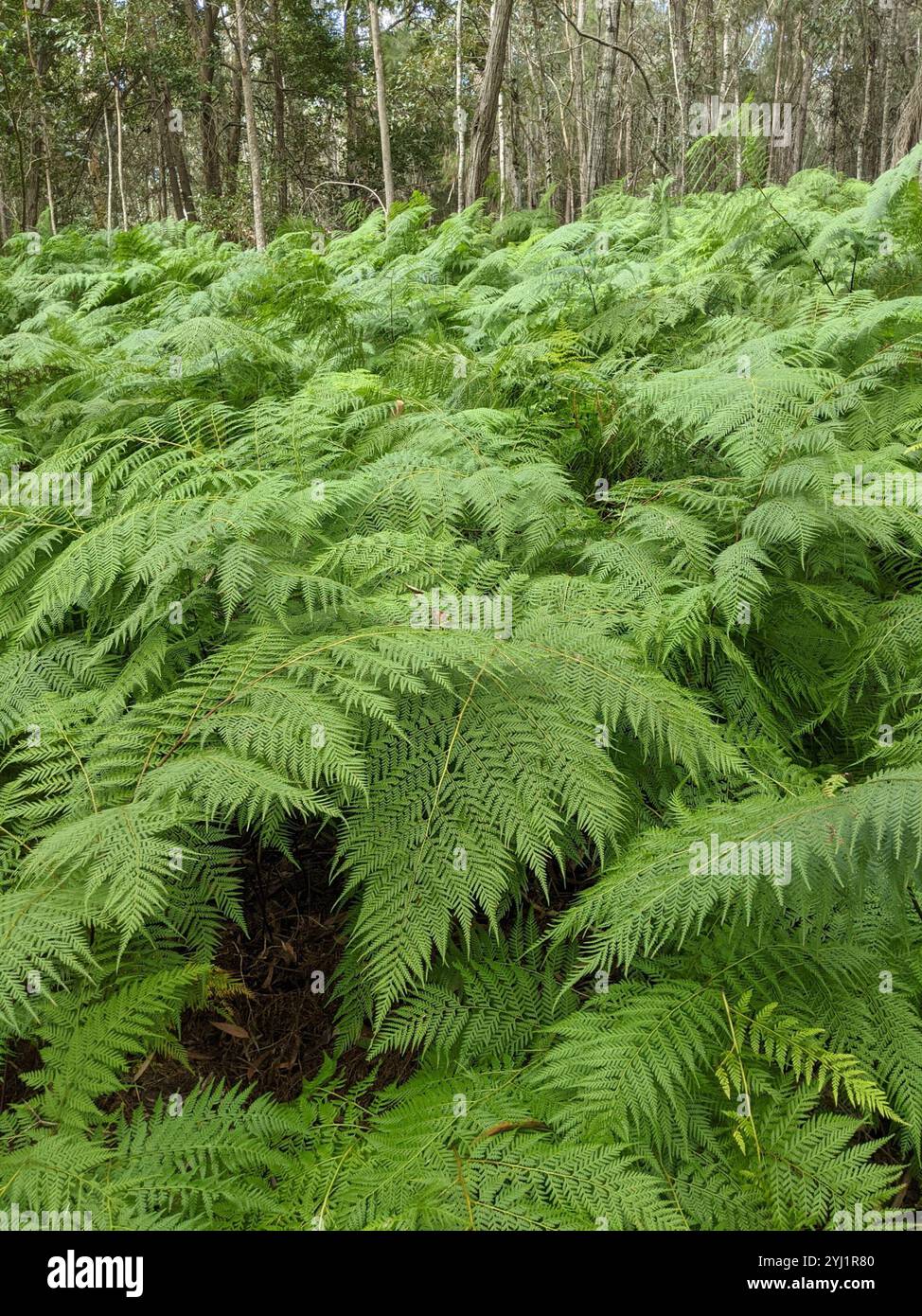 Bracken family hi-res stock photography and images - Alamy