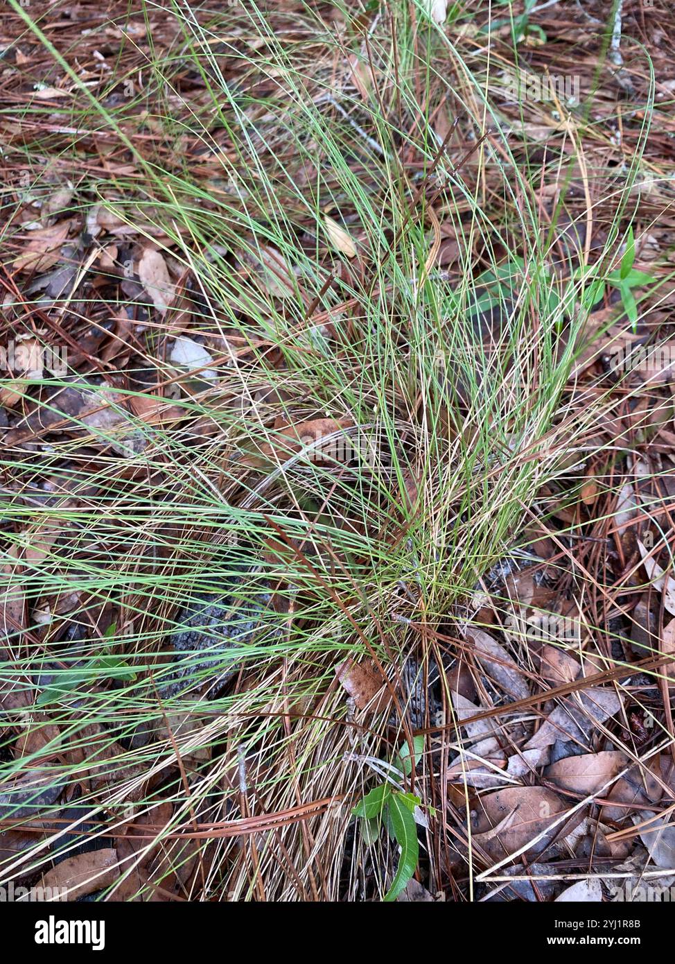 Wire grass (Aristida stricta Stock Photo - Alamy