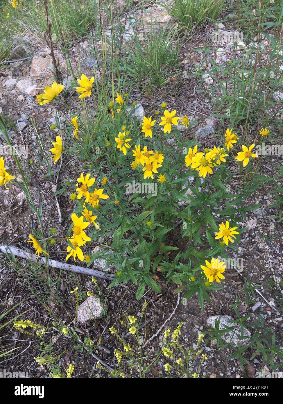 Showy goldeneye hi-res stock photography and images - Alamy