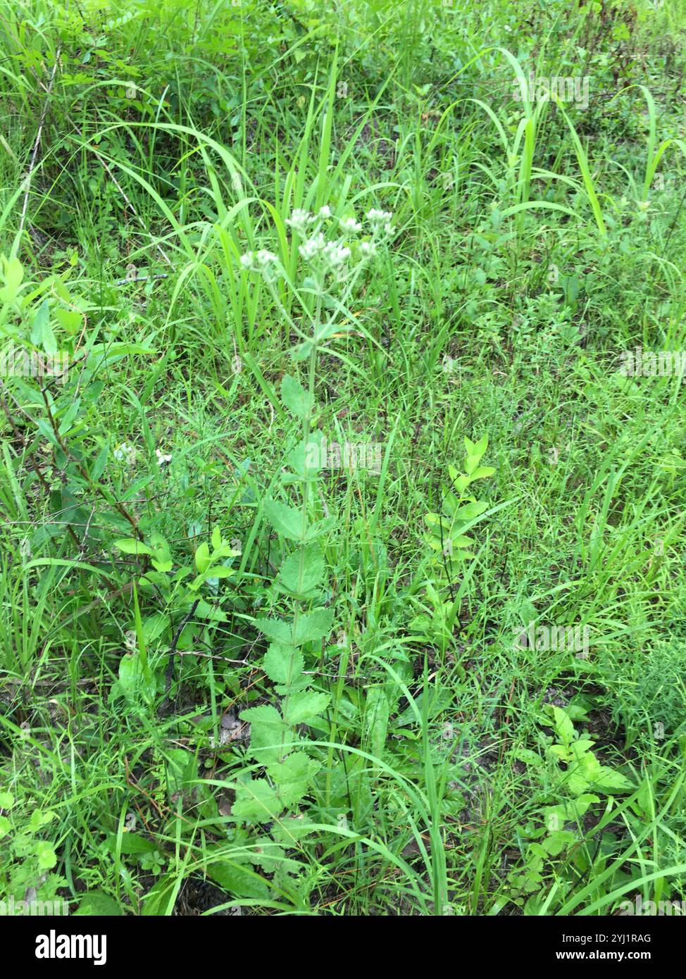 round-leaved boneset (Eupatorium rotundifolium Stock Photo - Alamy