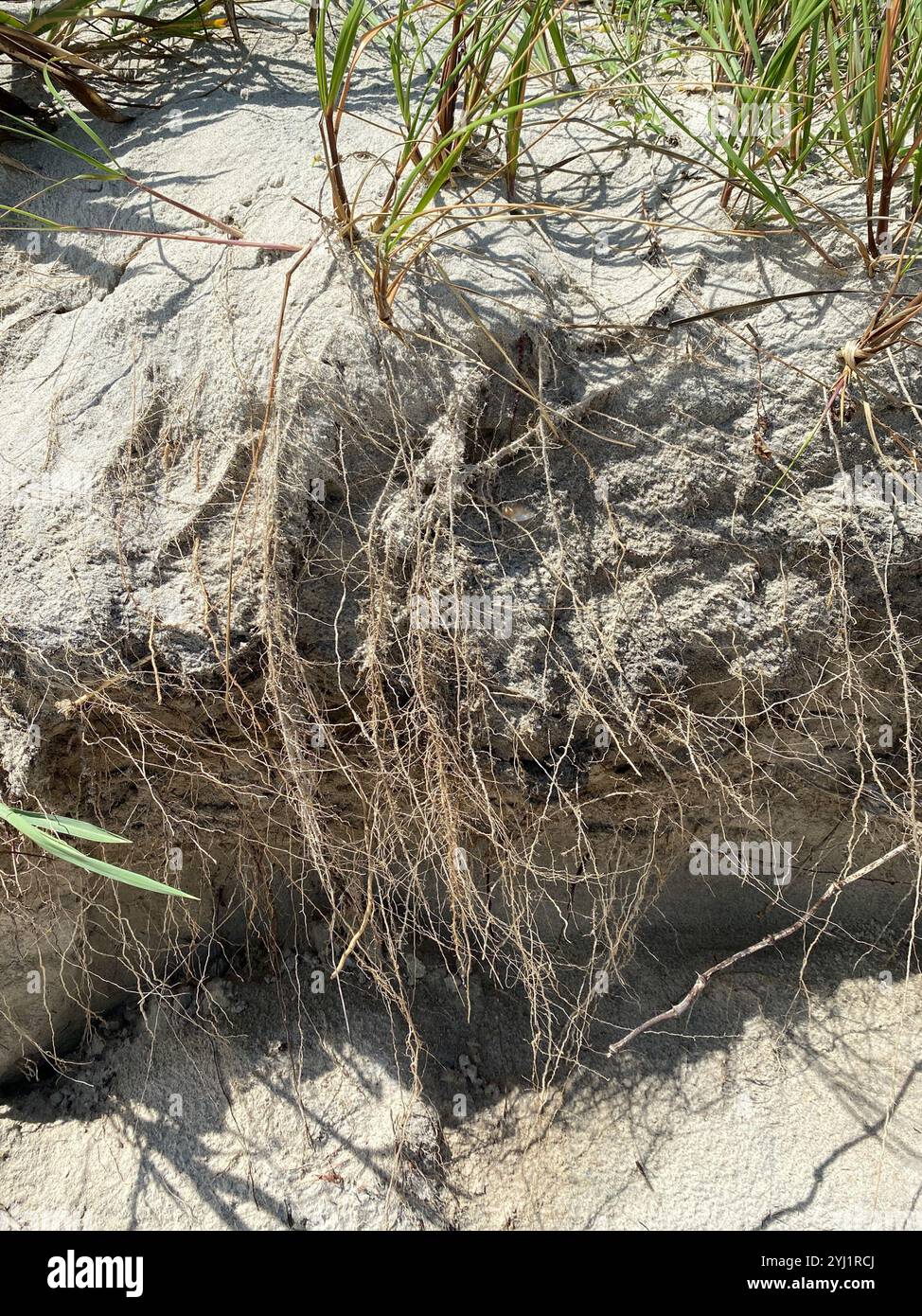 sea oats (Uniola paniculata Stock Photo - Alamy