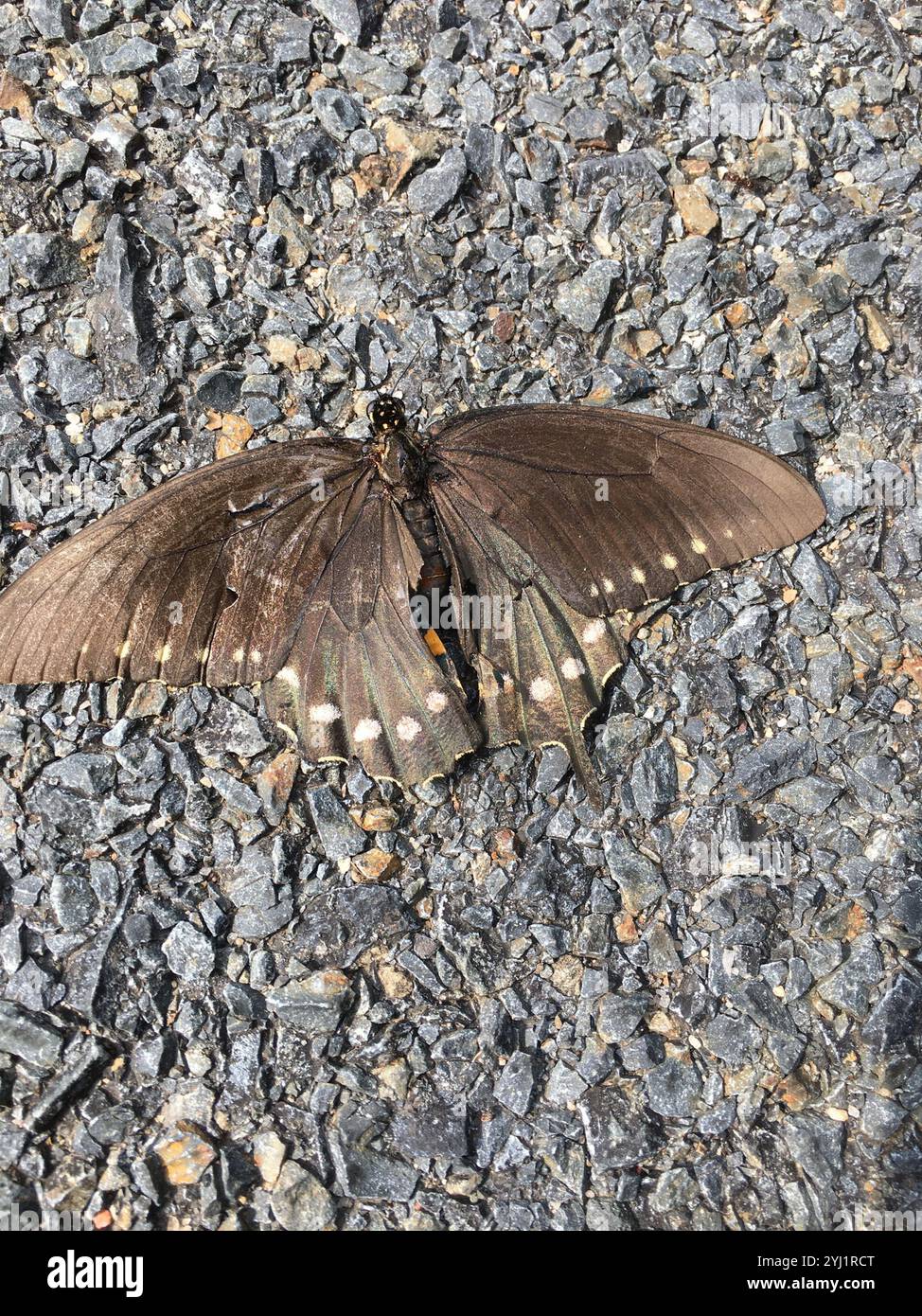 Pipevine Swallowtail (Battus philenor Stock Photo - Alamy