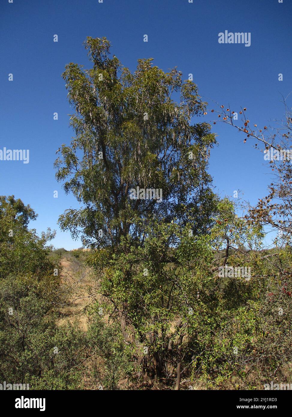 Tree-wisteria (Bolusanthus speciosus Stock Photo - Alamy