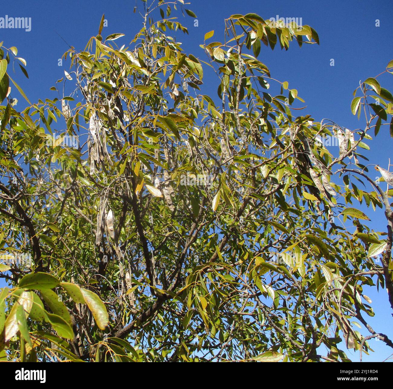 Tree-wisteria (Bolusanthus speciosus Stock Photo - Alamy