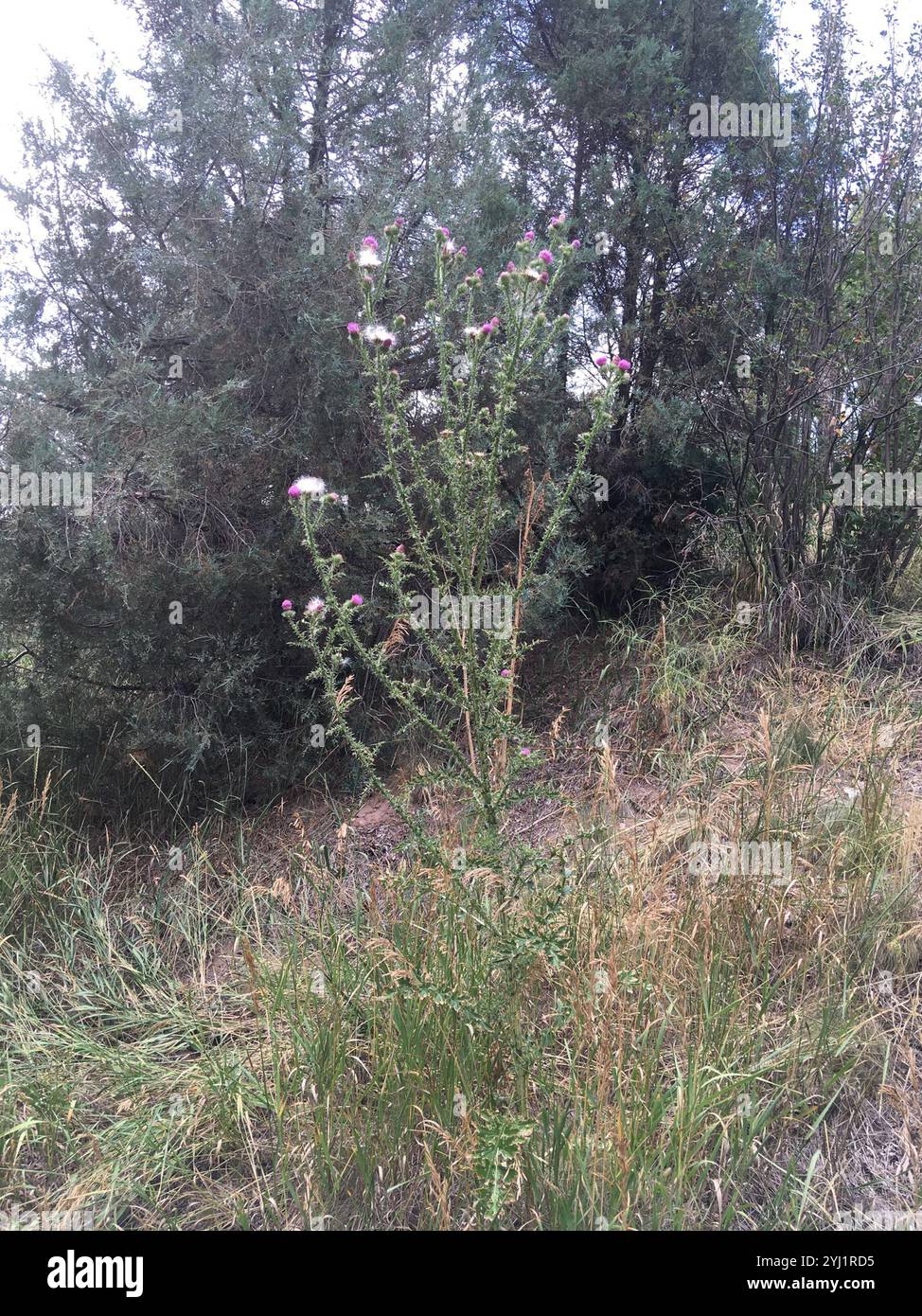 Broad winged thistle hi-res stock photography and images - Alamy