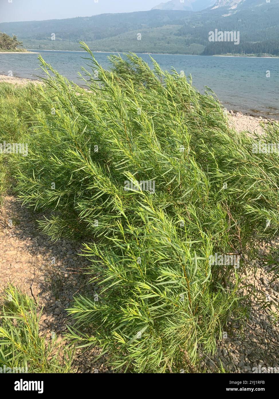 interior sandbar willow (Salix interior Stock Photo - Alamy