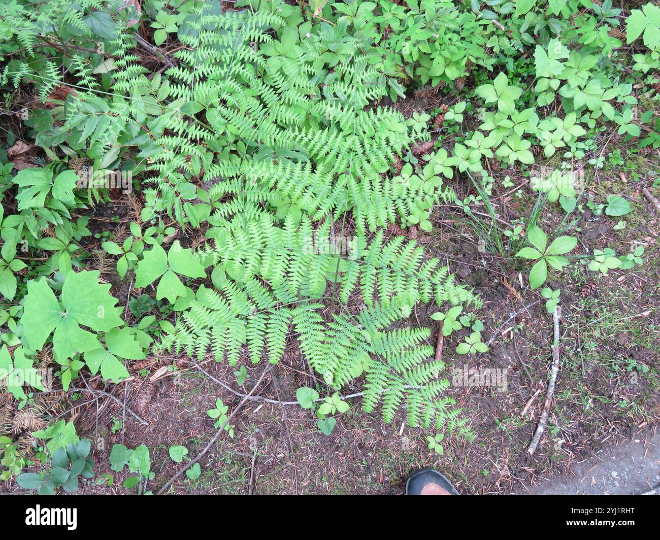 common bracken (Pteridium aquilinum Stock Photo - Alamy
