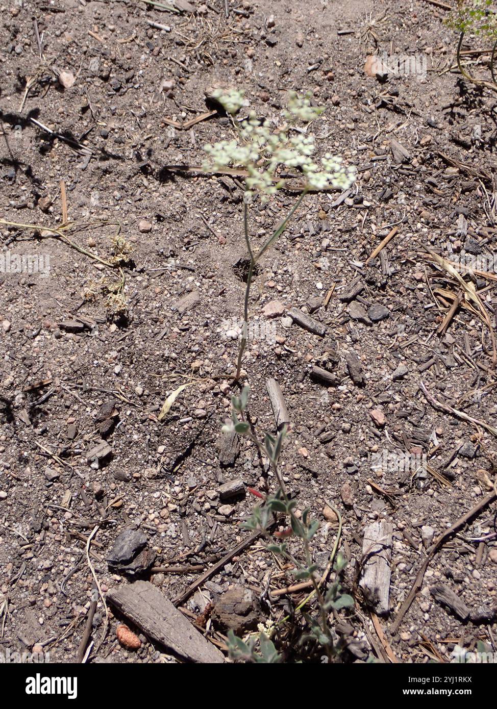 Perideridia hi-res stock photography and images - Alamy