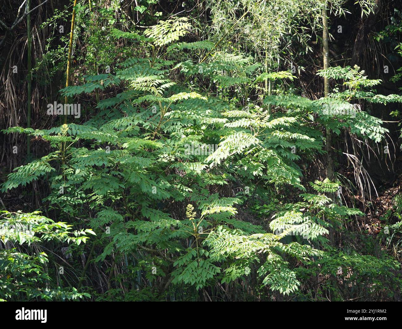 Taiwanese rain tree hi-res stock photography and images - Alamy