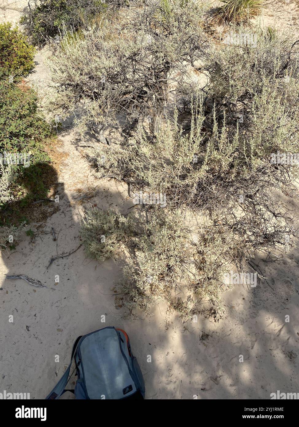 Big Sagebrush (Artemisia tridentata Stock Photo - Alamy