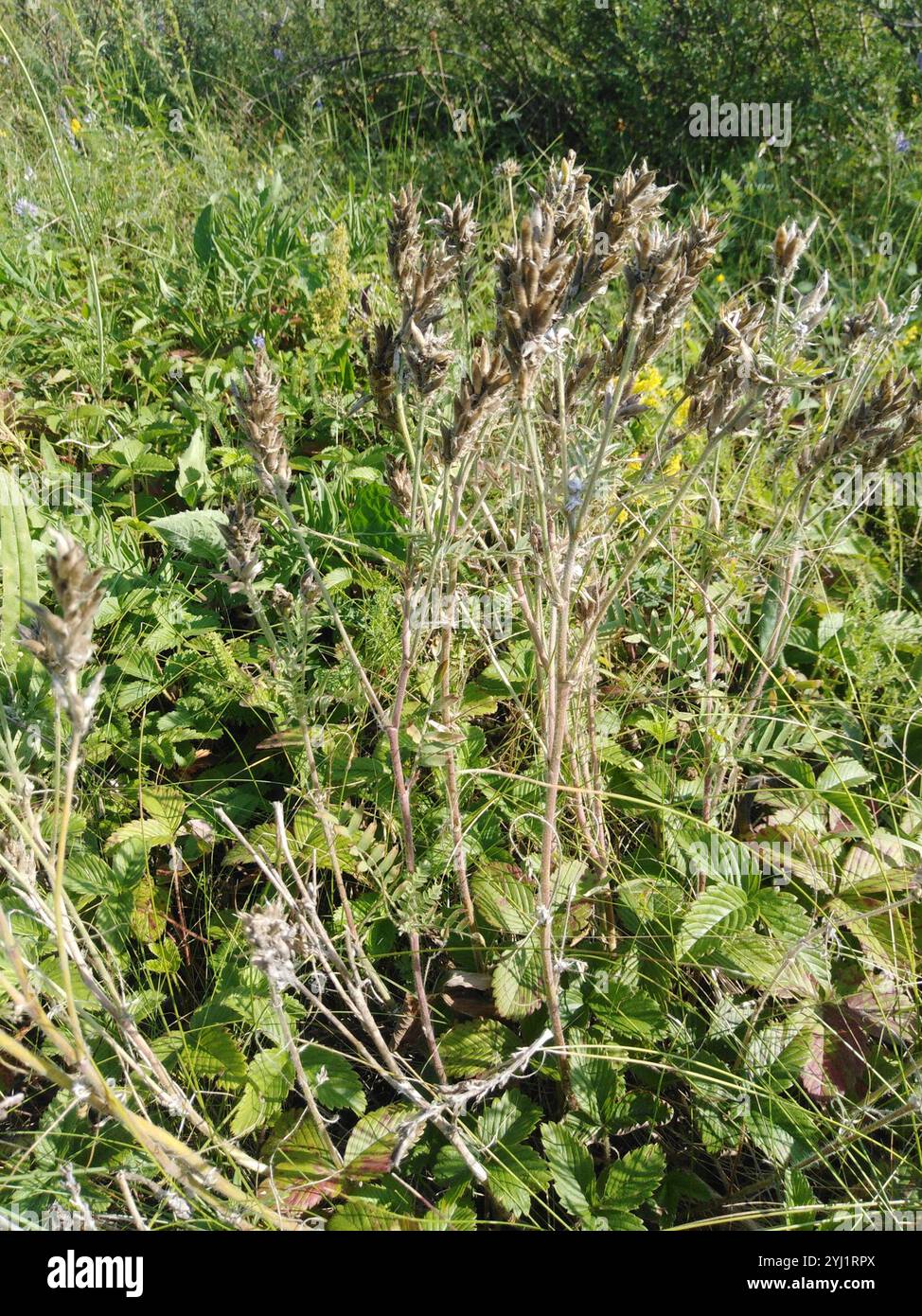Hairy oxytrope (Oxytropis pilosa Stock Photo - Alamy