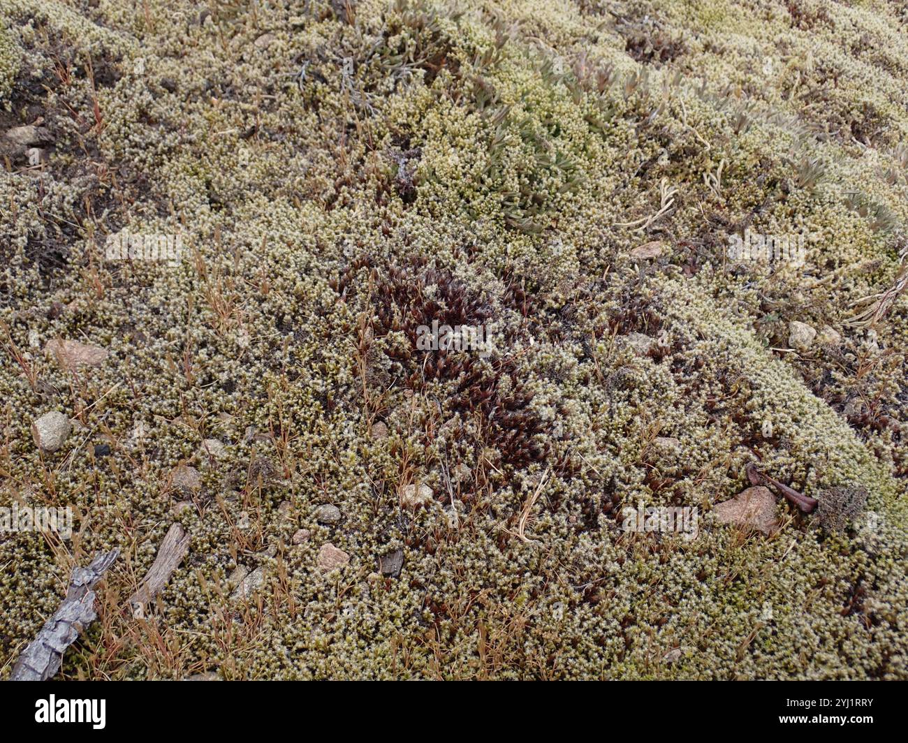 bristly haircap moss (Polytrichum piliferum Stock Photo - Alamy