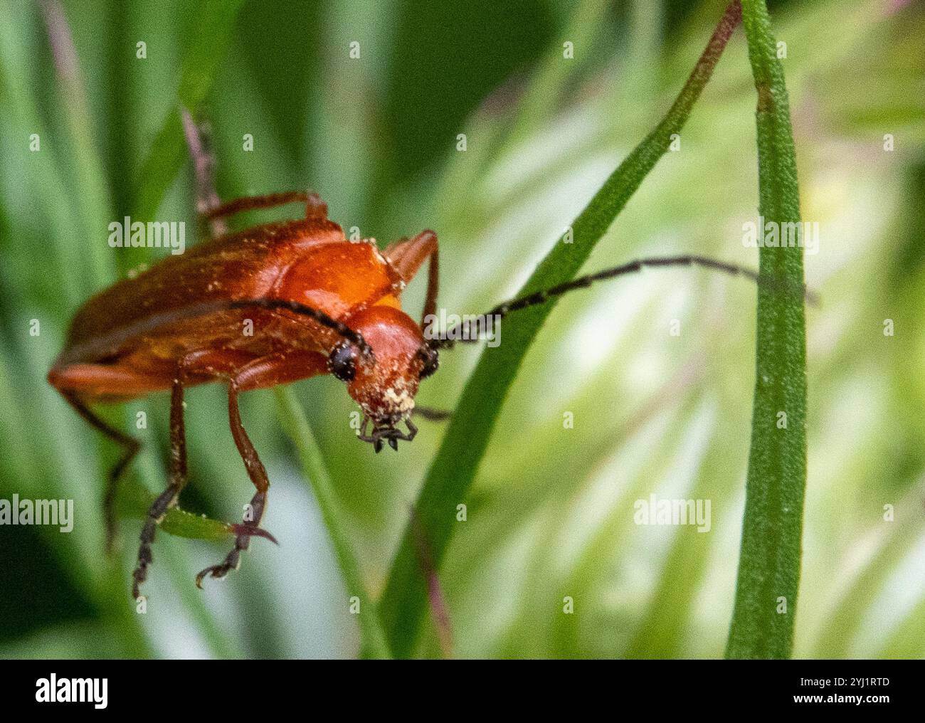 Common Red Soldier Beetle (Rhagonycha fulva Stock Photo - Alamy