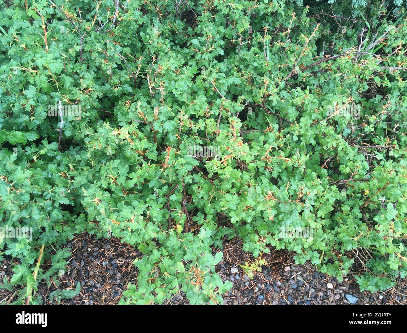 mountain gooseberry (Ribes montigenum Stock Photo - Alamy