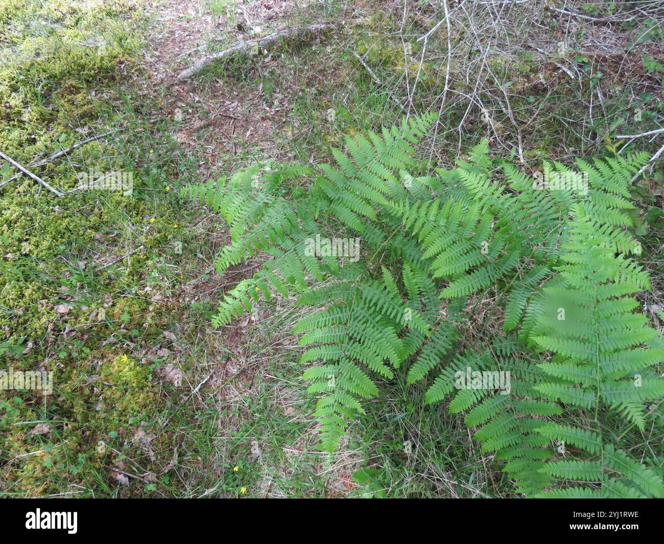 common bracken (Pteridium aquilinum Stock Photo - Alamy