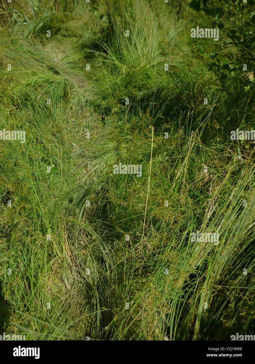 Hard Rush (Juncus inflexus Stock Photo - Alamy