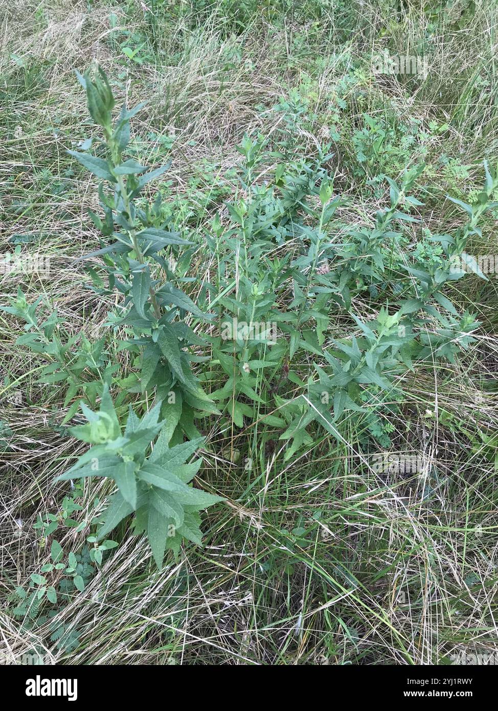 False Boneset (Brickellia eupatorioides Stock Photo - Alamy