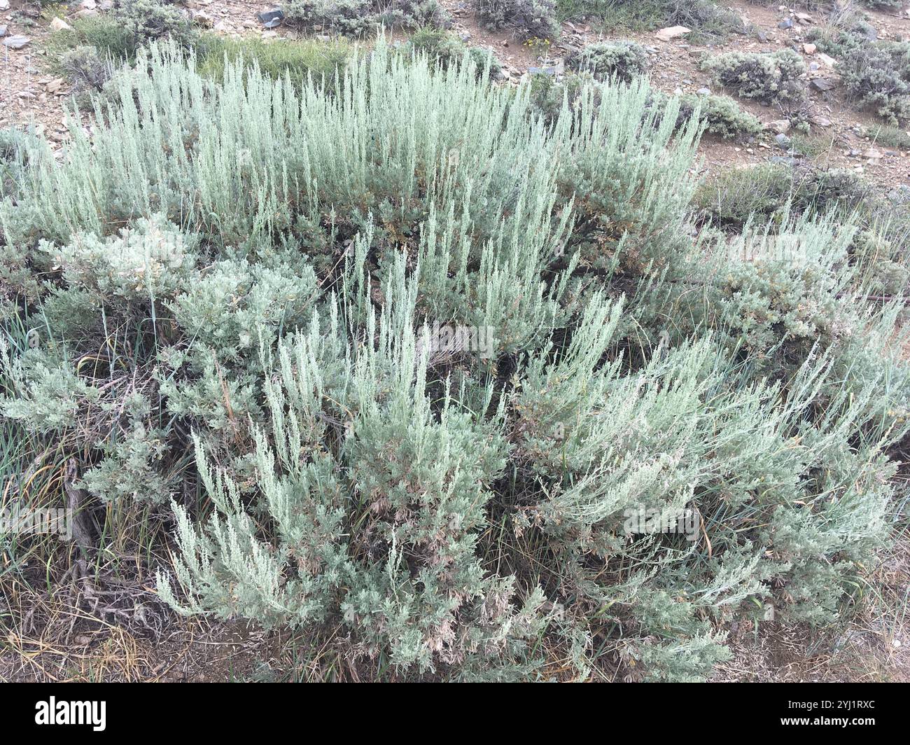 Big Sagebrush (Artemisia tridentata Stock Photo - Alamy