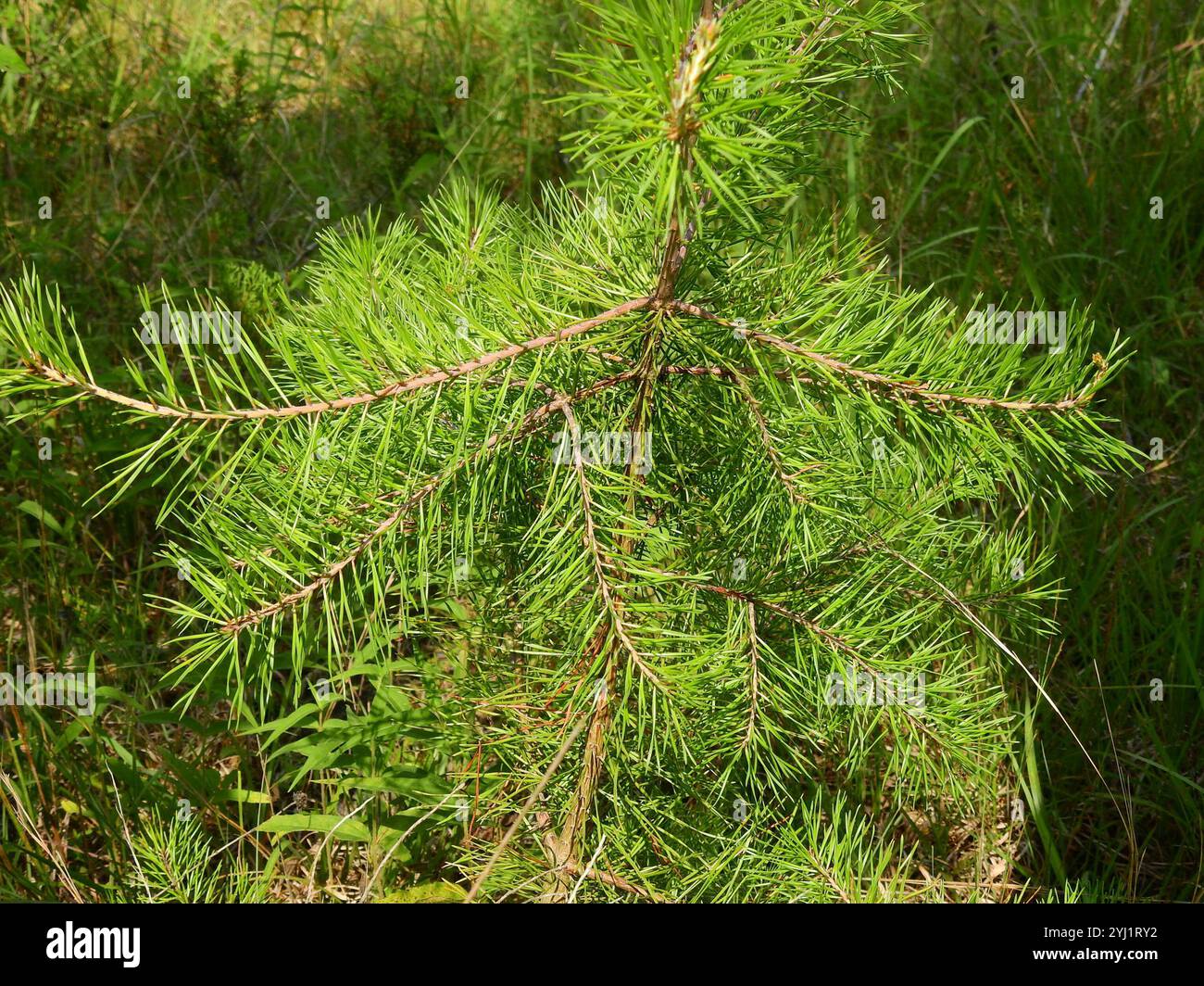 Virginia pine (Pinus virginiana Stock Photo - Alamy