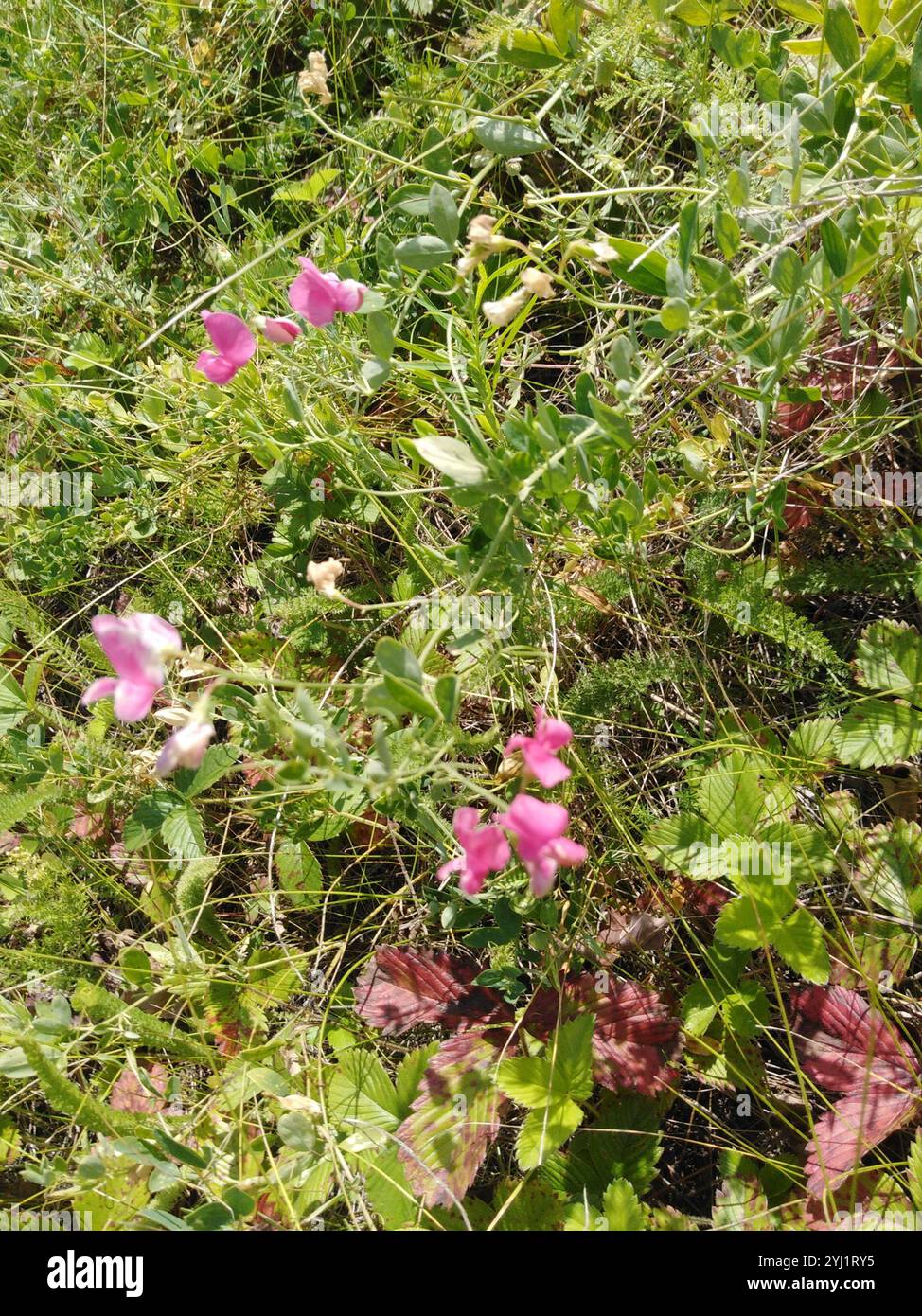 tuberous pea (Lathyrus tuberosus Stock Photo - Alamy