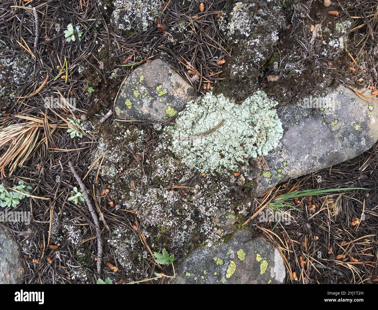 common lichens (Lecanoromycetes Stock Photo - Alamy