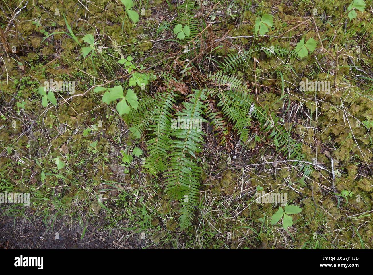 western sword fern (Polystichum munitum Stock Photo - Alamy