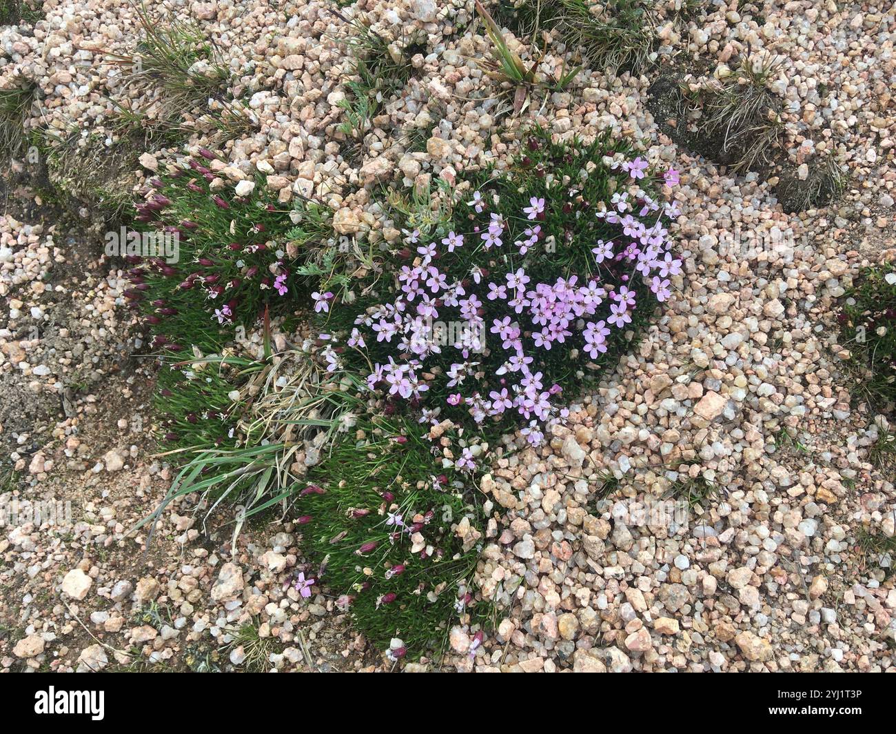 Moss Campion (Silene acaulis Stock Photo - Alamy