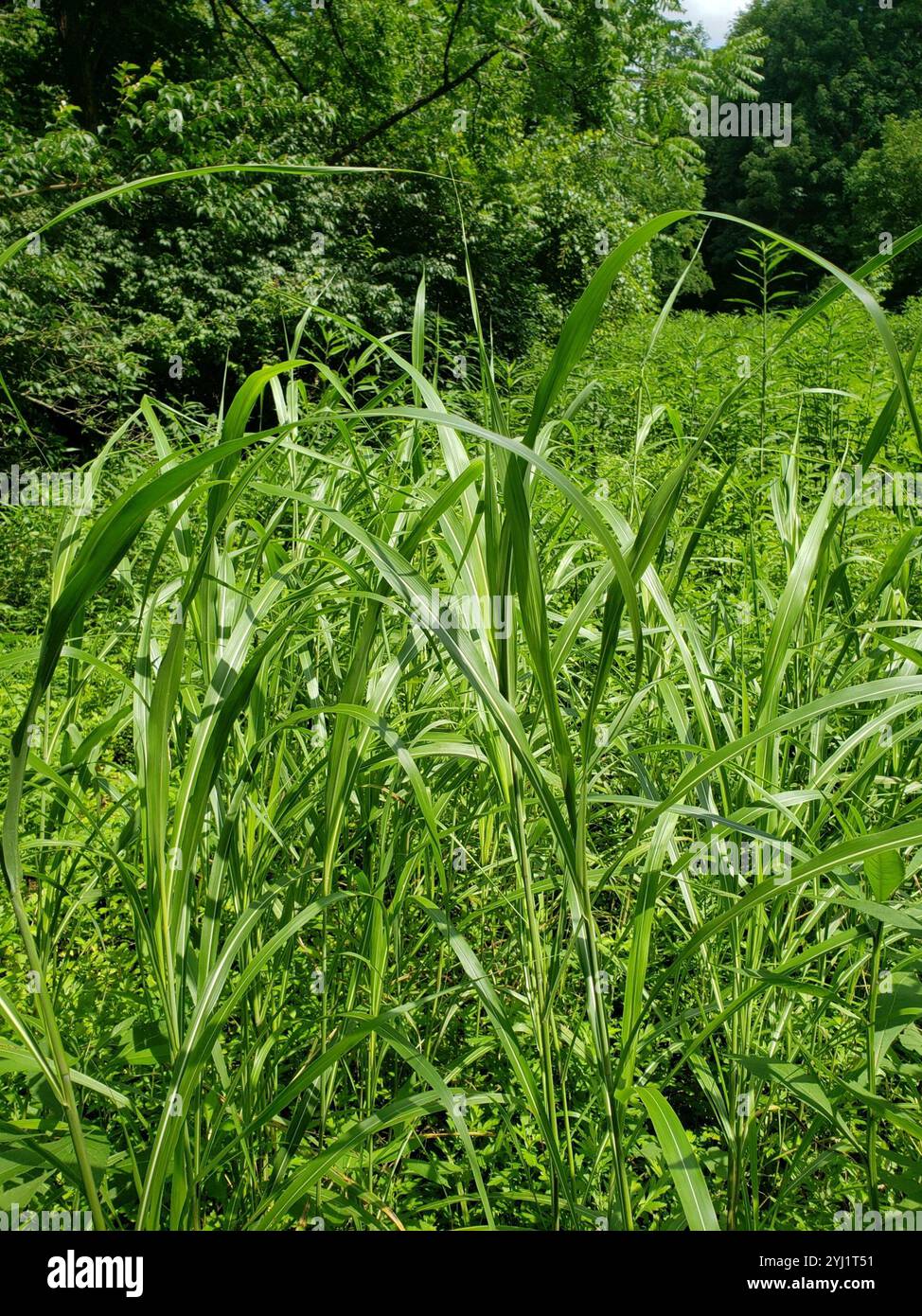 Johnson grass (Sorghum halepense Stock Photo - Alamy
