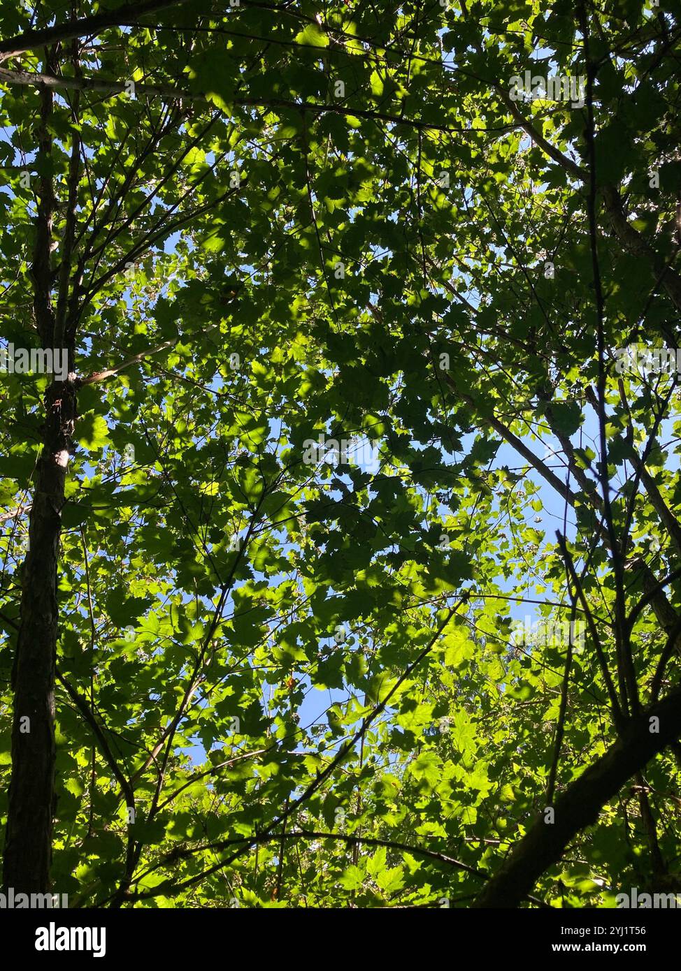 Pacific ninebark (Physocarpus capitatus Stock Photo - Alamy