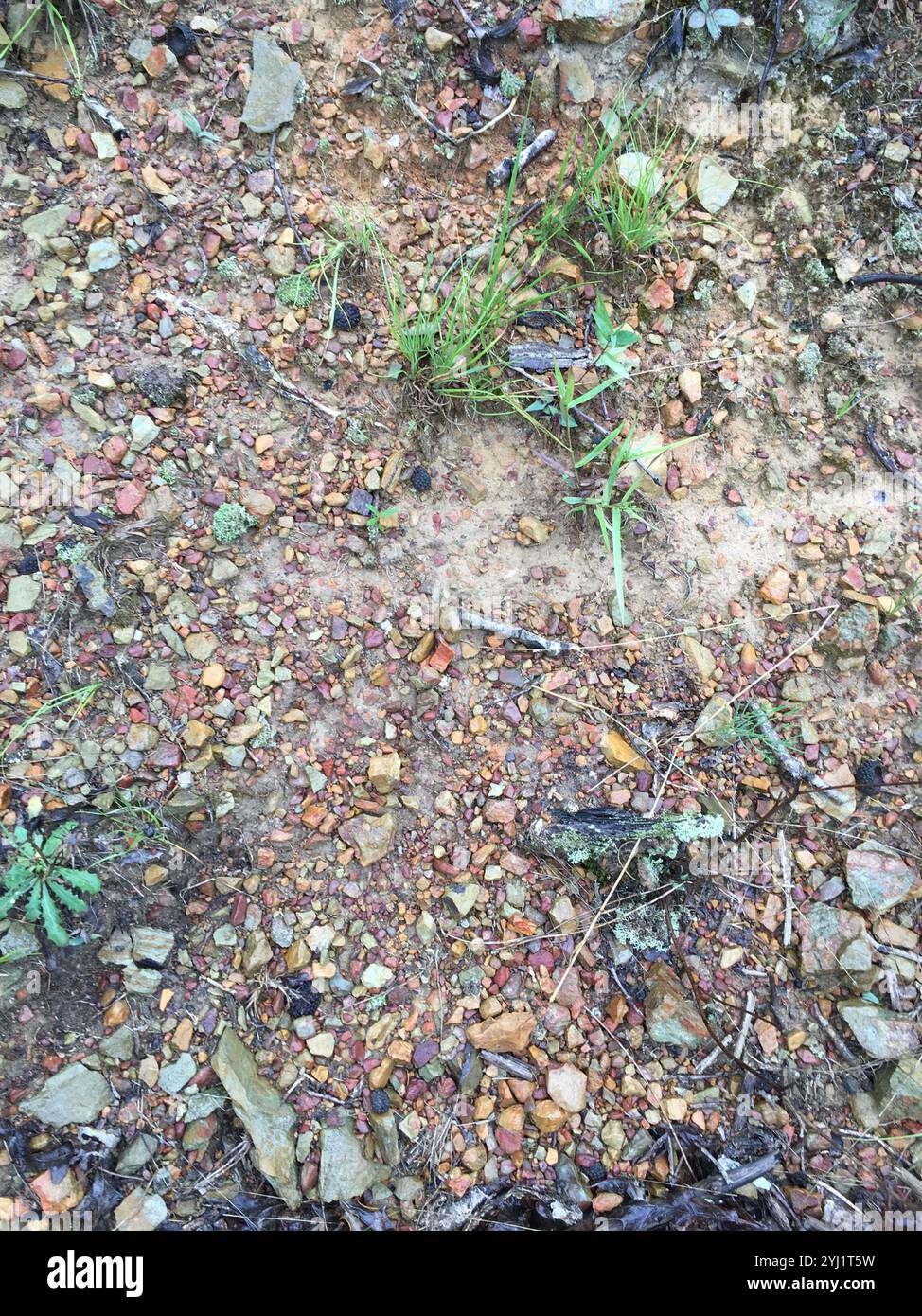 downy yellow false foxglove (Aureolaria virginica Stock Photo - Alamy