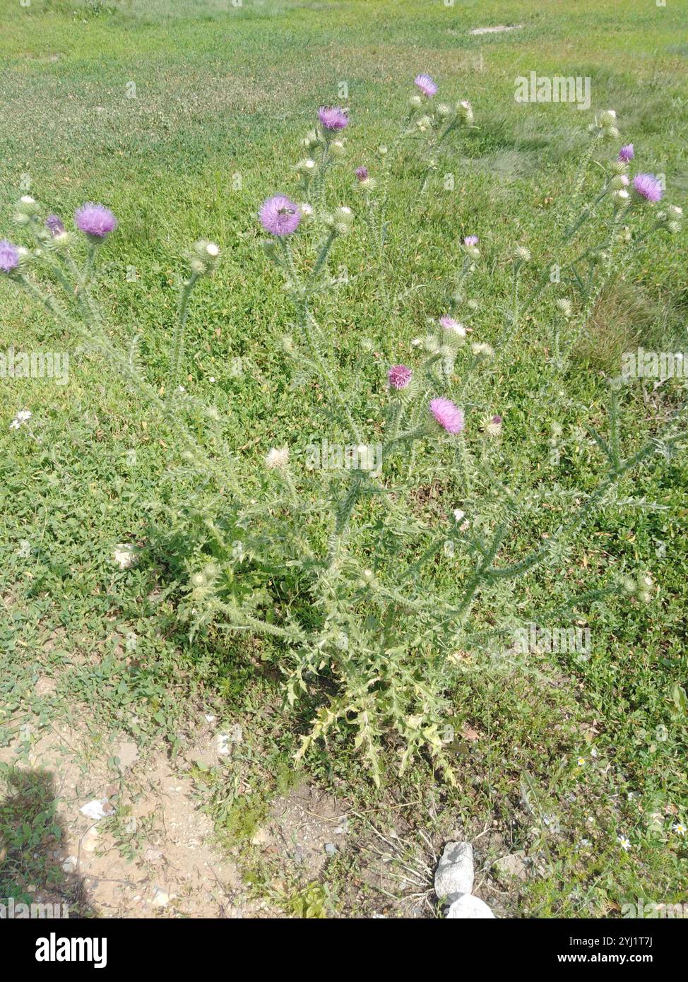 Broad winged thistle hi-res stock photography and images - Alamy