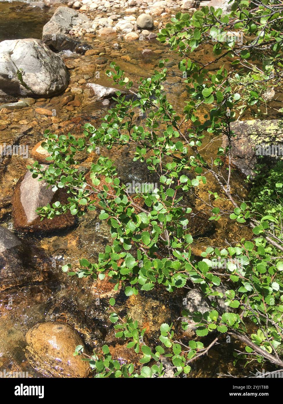 dwarf resin birch (Betula glandulosa Stock Photo - Alamy