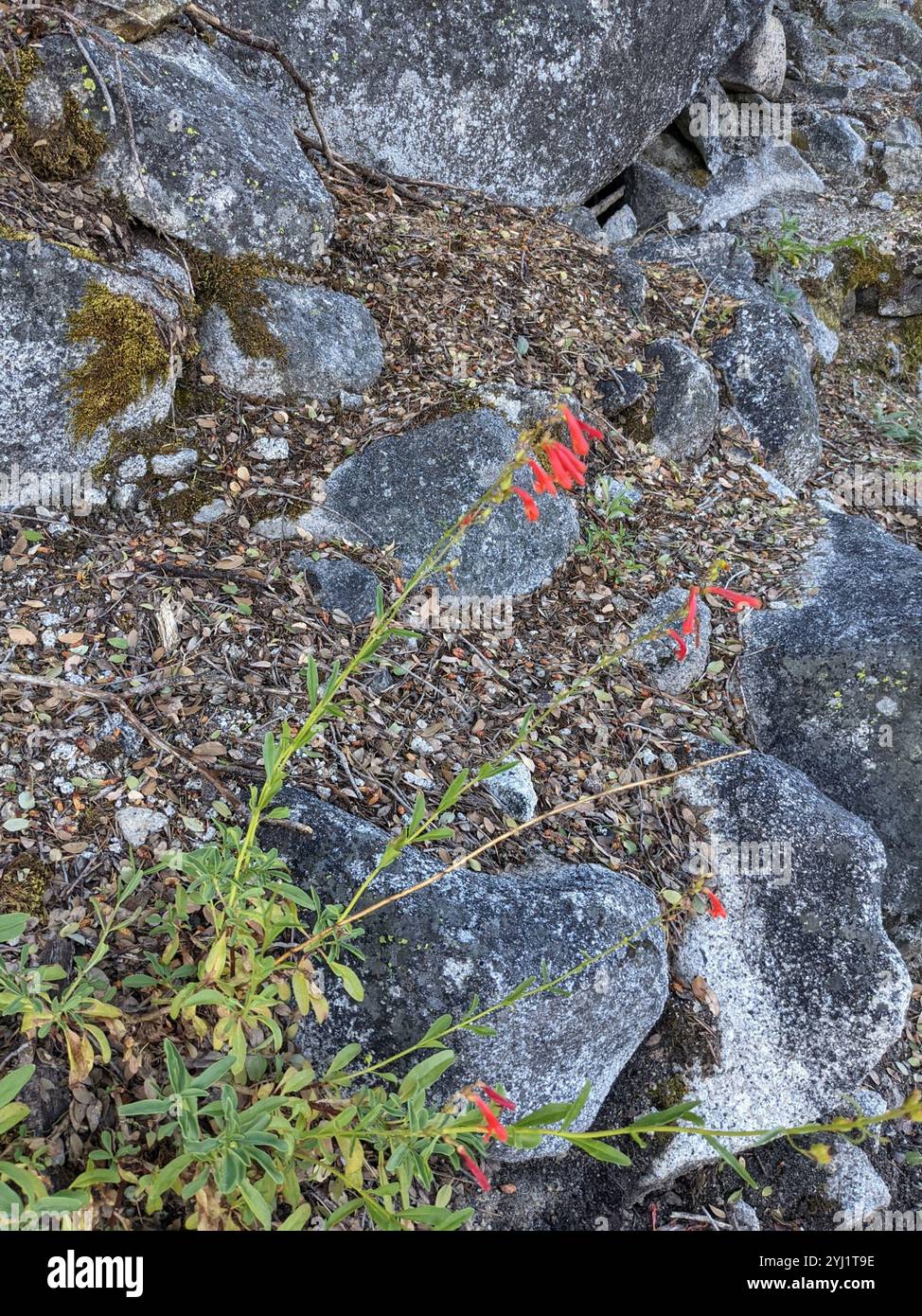 Bridges' penstemon (Penstemon rostriflorus Stock Photo - Alamy