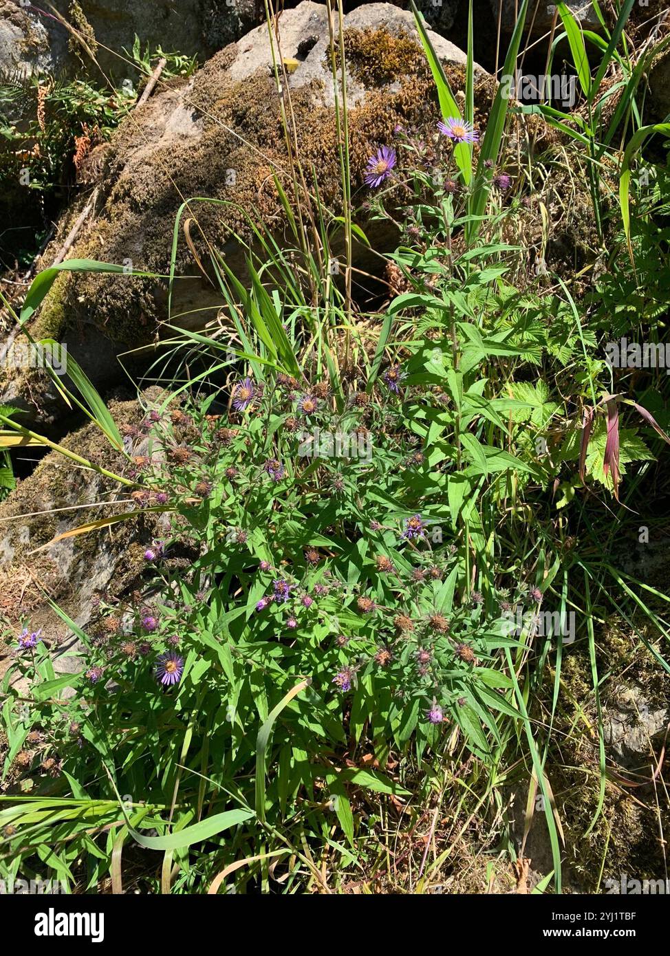 Great Northern Aster (Canadanthus modestus Stock Photo - Alamy
