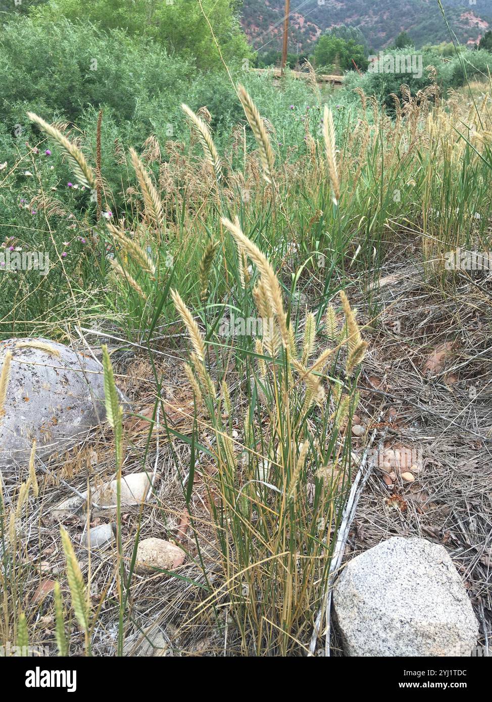 Crested Wheatgrass (Agropyron cristatum Stock Photo - Alamy