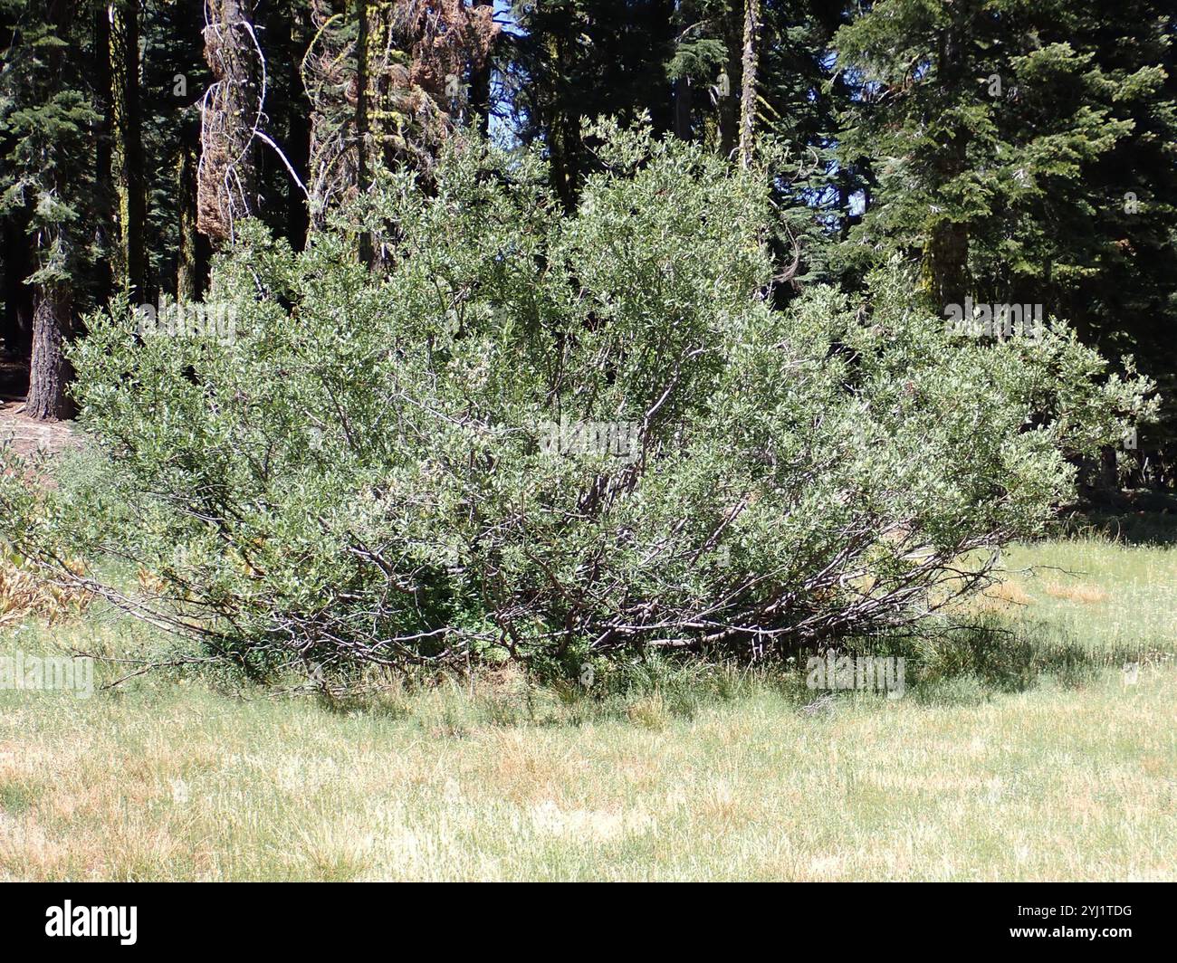 true willows (Salix Stock Photo - Alamy