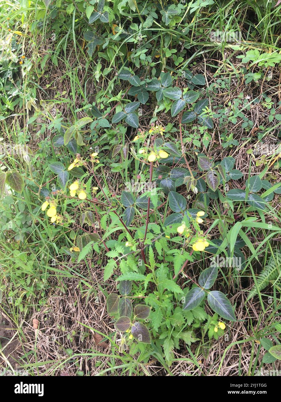 Streaked Rattlepod (Crotalaria pallida Stock Photo - Alamy