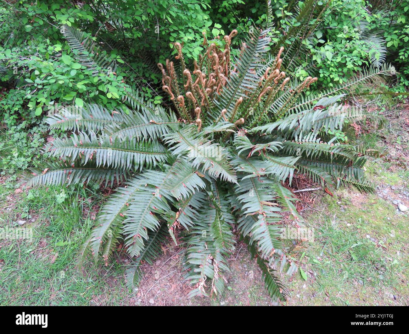 western sword fern (Polystichum munitum Stock Photo - Alamy