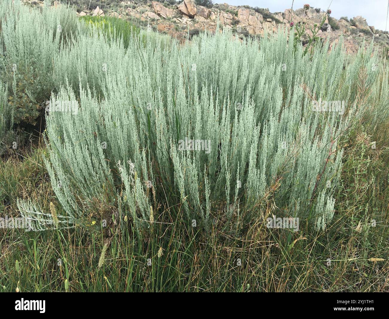 Big Sagebrush (Artemisia tridentata Stock Photo - Alamy