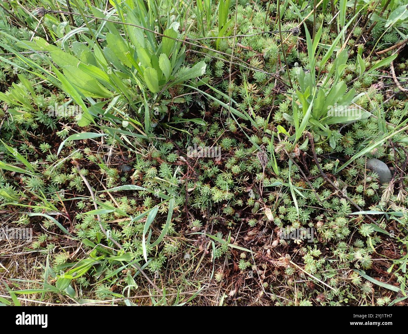 Rock Stonecrop (Petrosedum forsterianum Stock Photo - Alamy