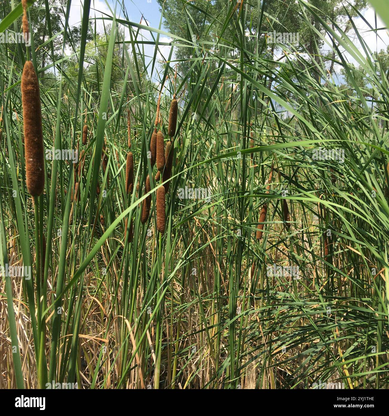 narrow-leaved cattail (Typha angustifolia Stock Photo - Alamy