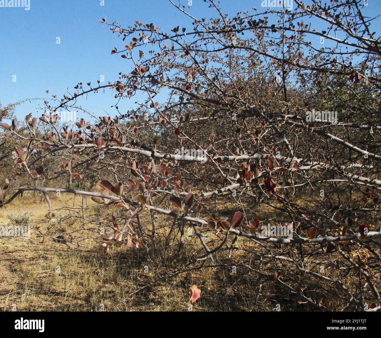 Purplepod clusterleaf (Terminalia prunioides Stock Photo - Alamy