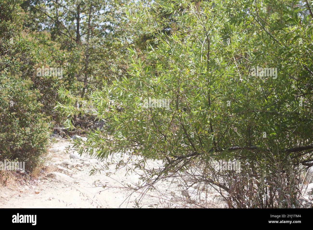Goodding's willow (Salix gooddingii Stock Photo - Alamy
