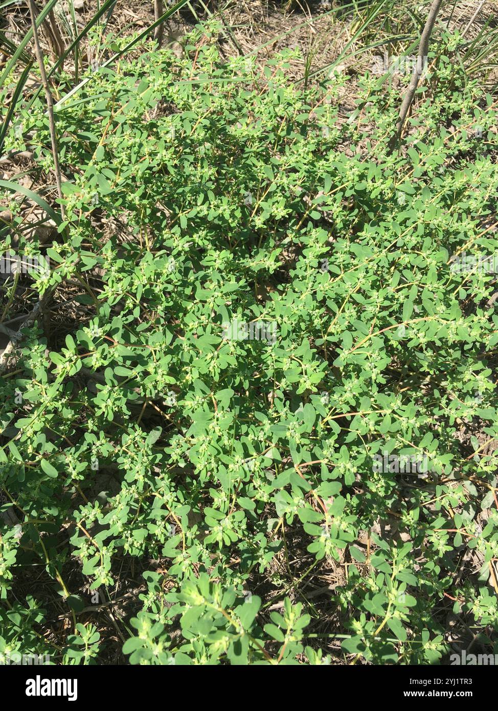 Thymeleaf Sandmat (Euphorbia serpillifolia Stock Photo - Alamy