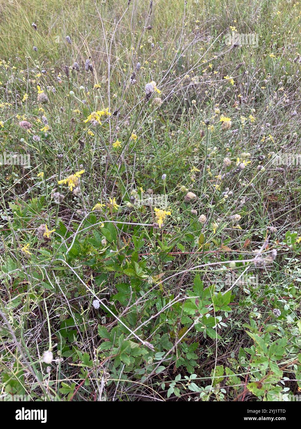 Dalea aurea hi-res stock photography and images - Alamy