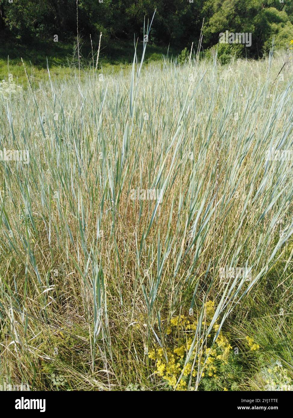 Intermediate wheatgrass hi-res stock photography and images - Alamy