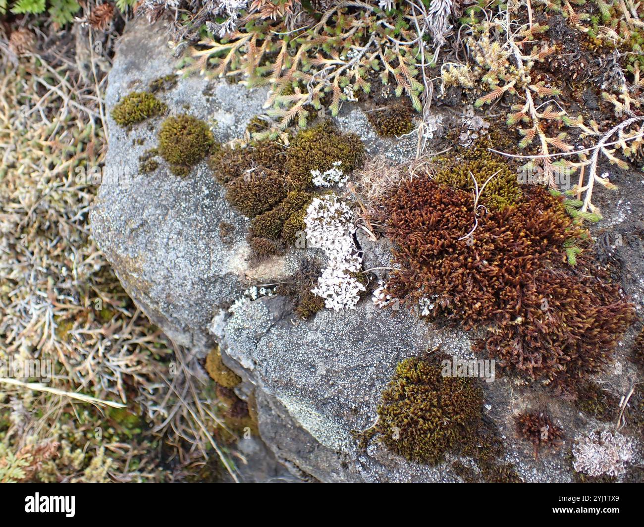 common lichens (Lecanoromycetes Stock Photo - Alamy