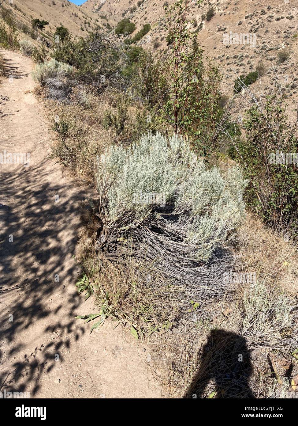 Rubber Rabbitbrush (Ericameria nauseosa Stock Photo - Alamy